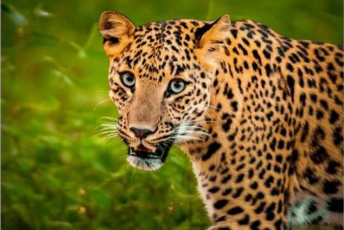 Bandipur Tiger - Shared Safari Tour - Nature Explorers India