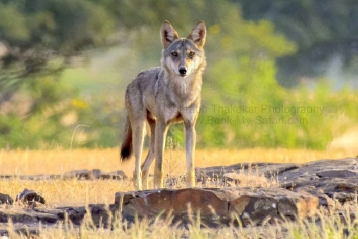 Bhigwan Bird Sanctuary - Nature Explorers India