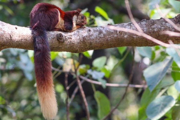 Dandeli Western Ghats Birding Customized Tour - Nature Explorers India