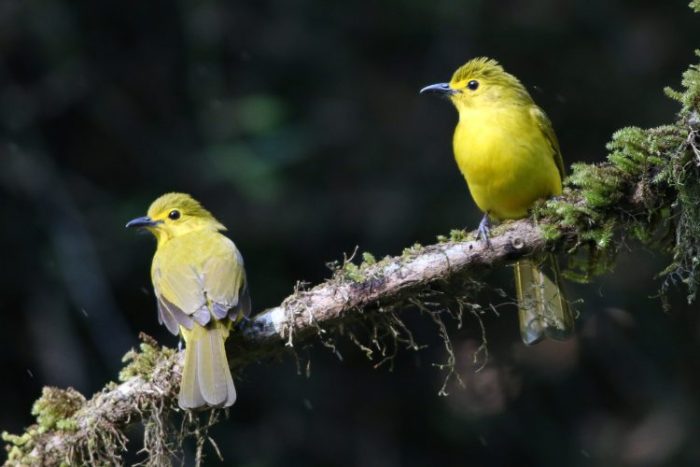 Dandeli Wildlife Sanctuary - Nature Explorers India
