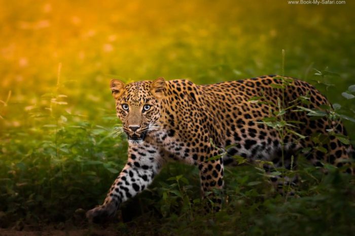 Gir National Park - Nature Explorers India