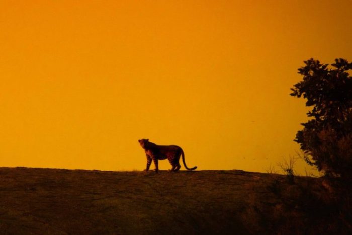 Jawai Bera Leopard Sanctuary - Nature Explorers India