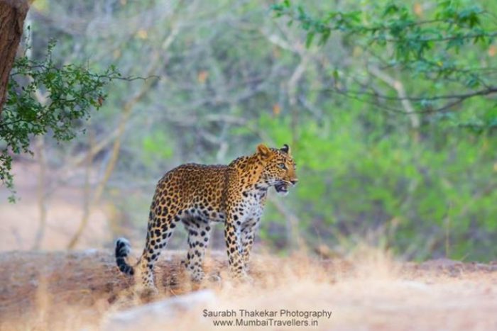 Jhalana Leopard Reserve - Nature Explorers India