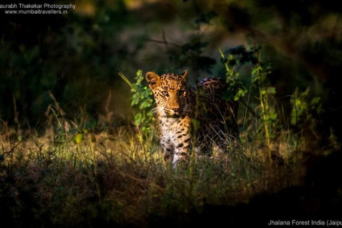 Jhalana Leopard Reserve - Nature Explorers India