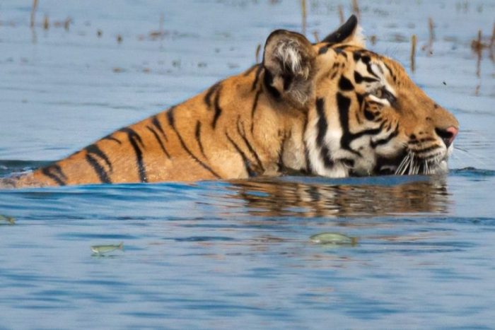 Sundarban National Park - Nature Explorers India