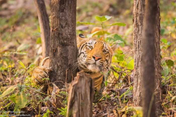 Umred Wildlife Sanctuary - Nature Explorers India