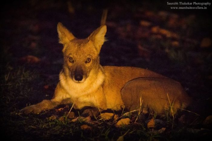 Umred Gothangaon special Group Tour - Nature Explorers India
