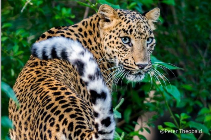 Kabini National Park - Nature Explorers India
