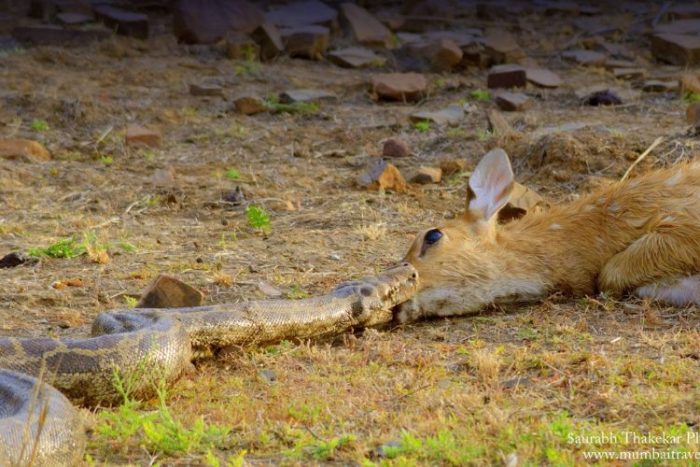 Ranthambore National Park - Nature Explorers India