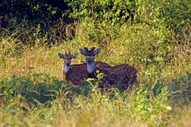 Tipeshwar National Park - Nature Explorers India