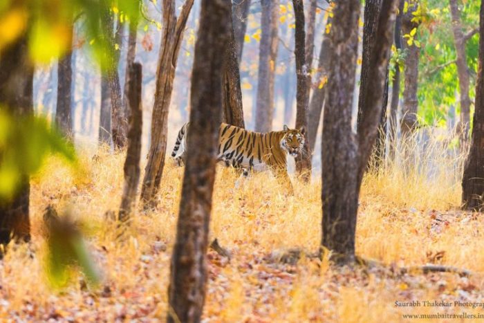 Kanha National Park - Nature Explorers India