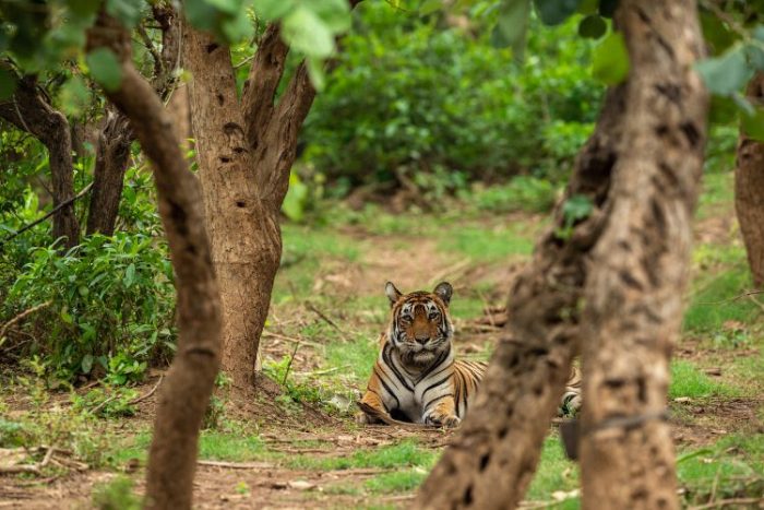 Sariska National Park - Nature Explorers India