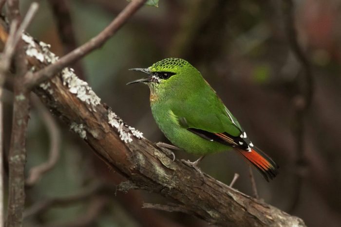 India's 10 Most Colorful Birds - Nature Explorers India