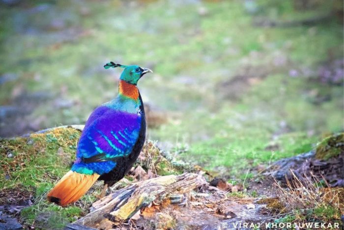 India's 10 Most Colorful Birds - Nature Explorers India