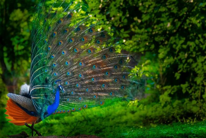 India's 10 Most Colorful Birds - Nature Explorers India