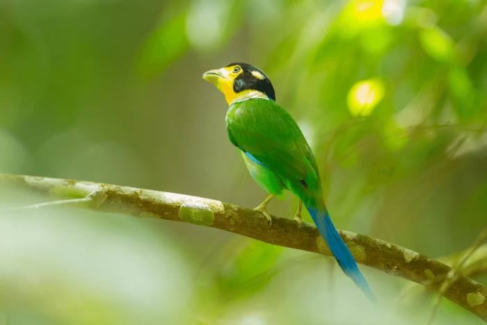India's 10 Most Colorful Birds - Nature Explorers India
