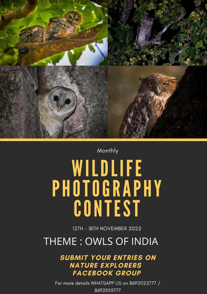 MONTHLY PHOTOGRAPHY CONTEST - November - Nature Explorers India