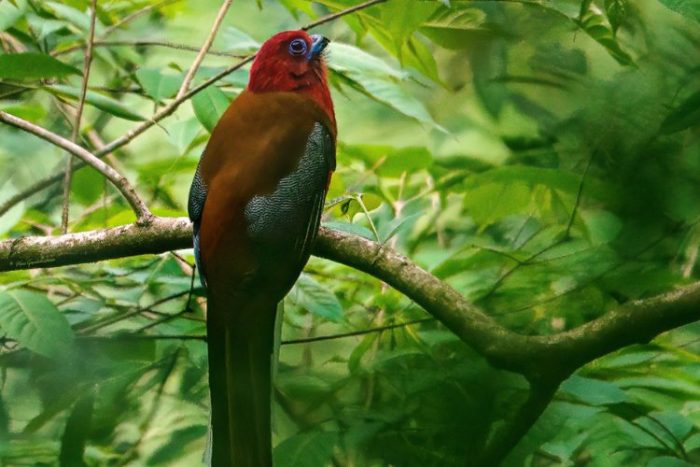 Latpanchar Birding & Photography Tour - Nature Explorers India