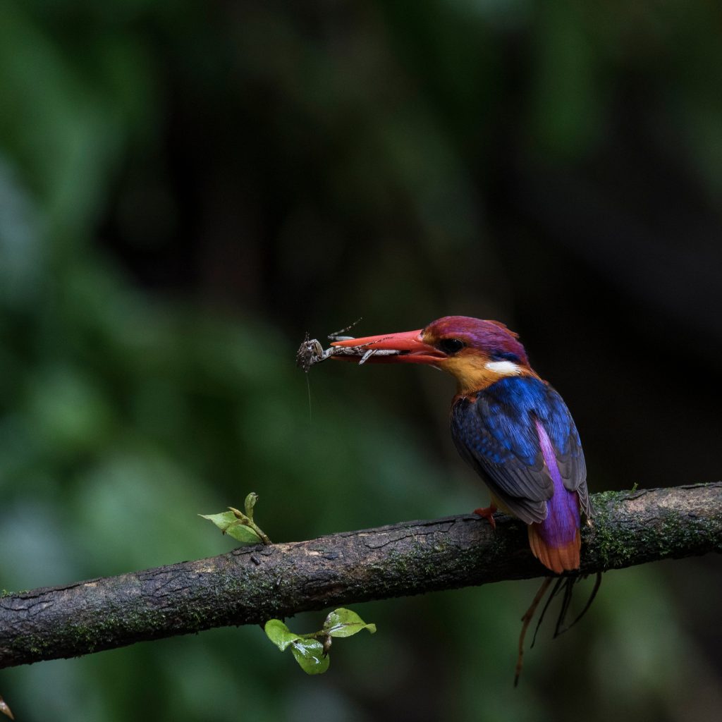 ODKF Birds- Oriental Dwarf Kingfisher -2024