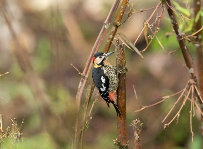 Birds of Singalila National Park - Nature Explorers India