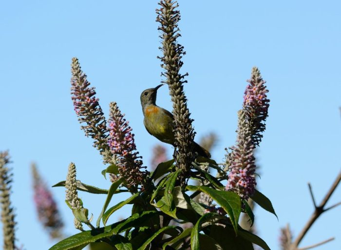 Birds of Singalila National Park - Nature Explorers India