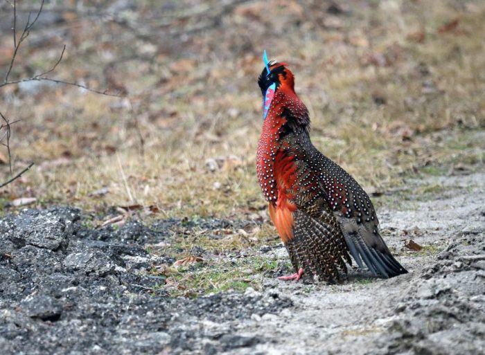 Birds of Singalila National Park - Nature Explorers India