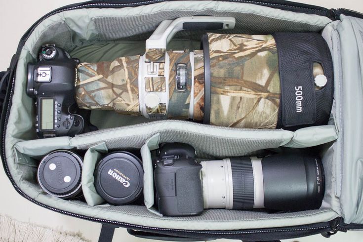 Best Camera For Wildlife Photography in 2024